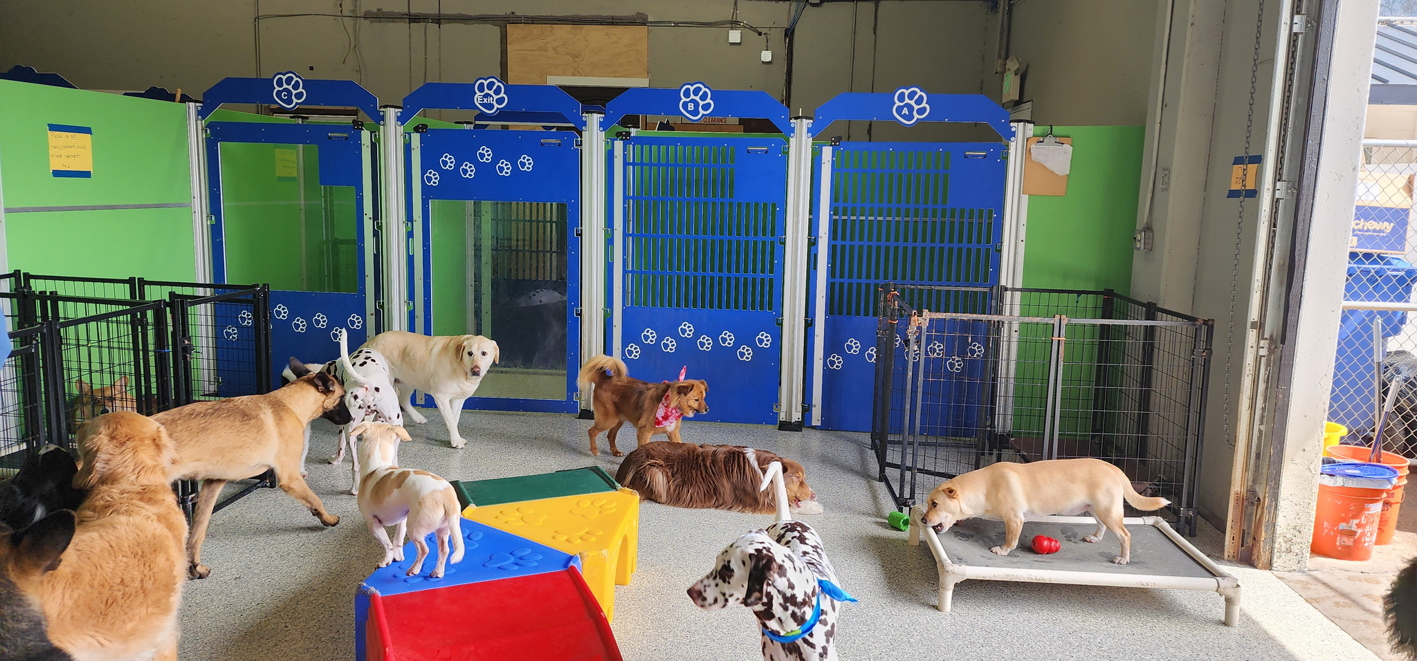 Suite Dog Daze, Oregon - Gator Kennels