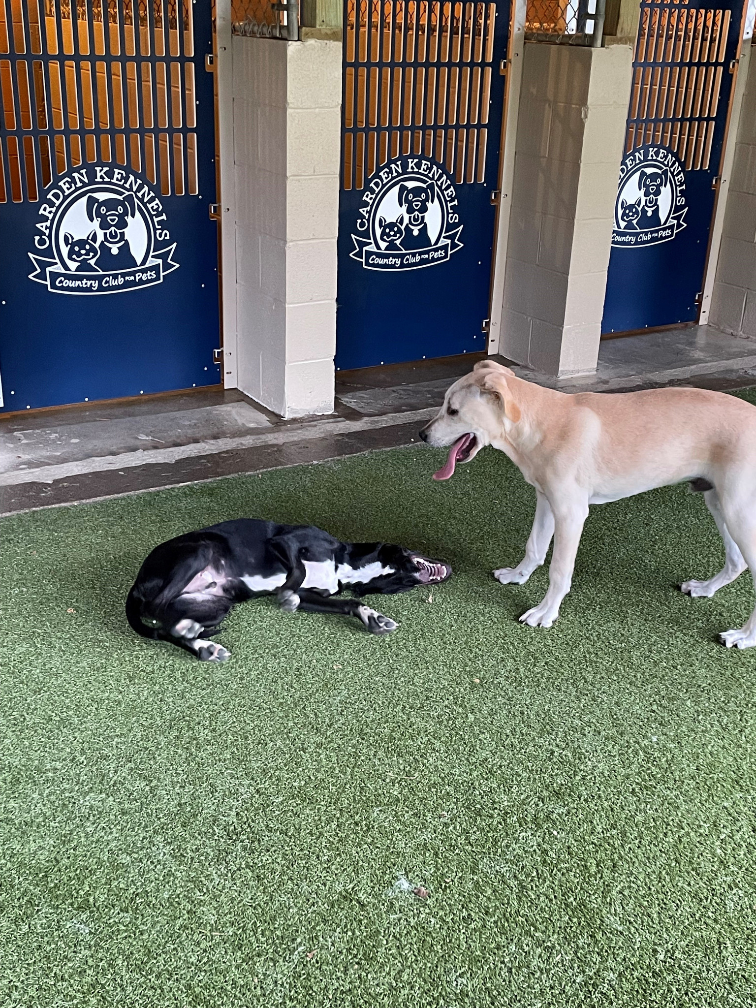 Kennel Ideas: Royal Blue Dog Kennels | Carden Kennels - Gator Kennels