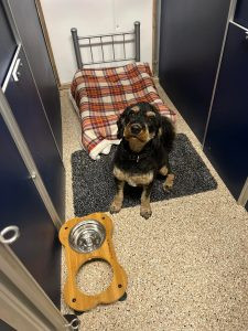 Rosedale Pet Resort, Washington - Gator Kennels