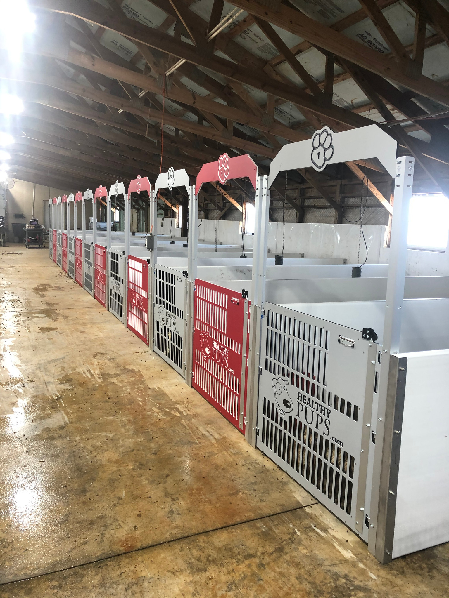 Healthy Pups, North Carolina - Gator Kennels