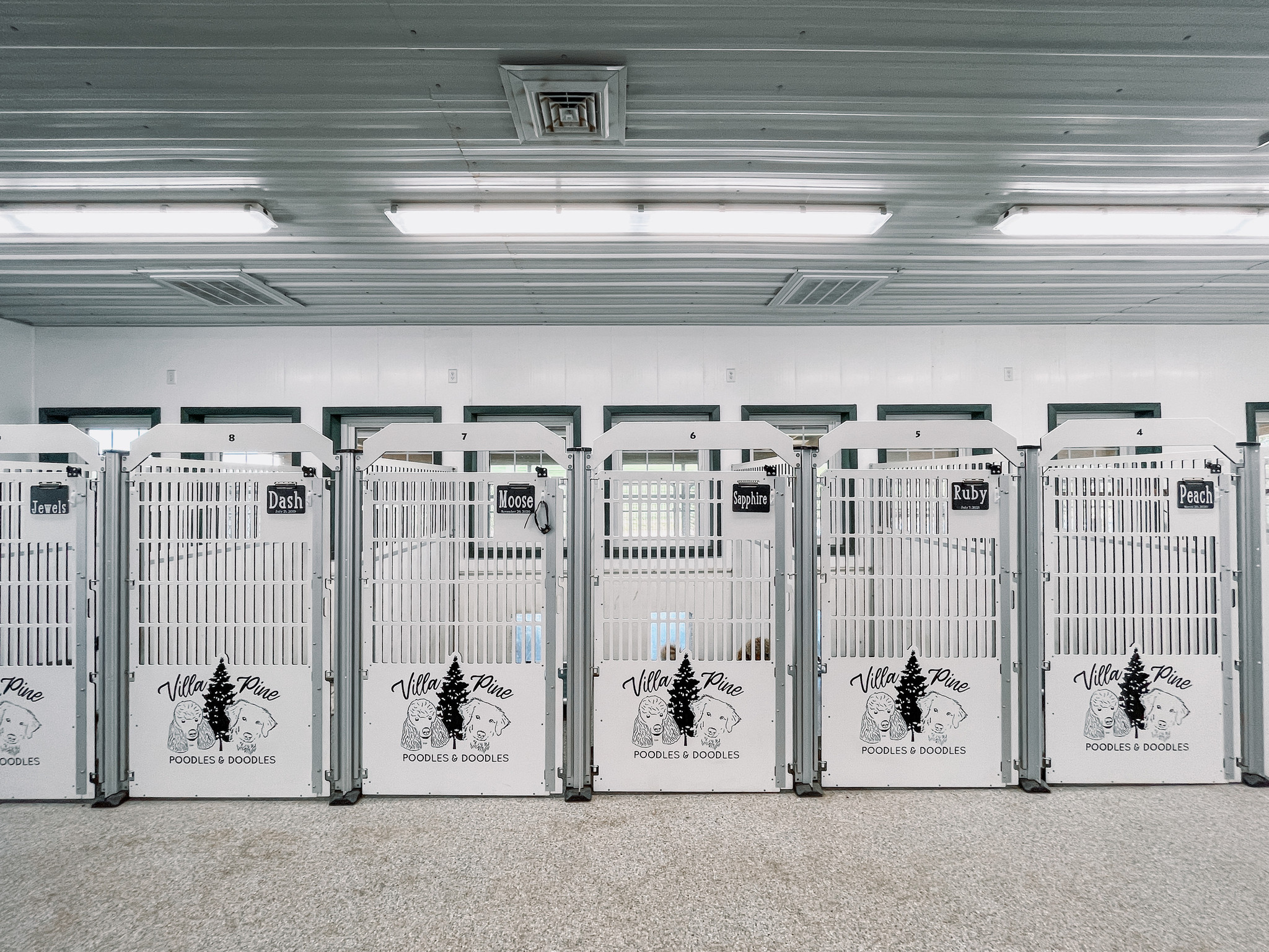 Villa Pines Poodles & Doodles, Pennsylvania - Gator Kennels