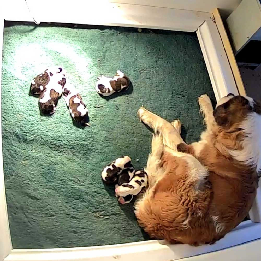 VetBed USA | Whelping pads | Vet Fleece - Gator Kennels