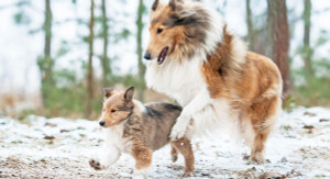 How To Prevent Matting On Rough Collie