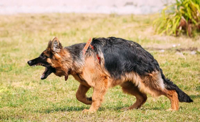Dog Behavior 101: Aggression - Gator Kennels