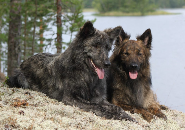Breed Spotlight: Dutch Shepherd - Gator Kennels