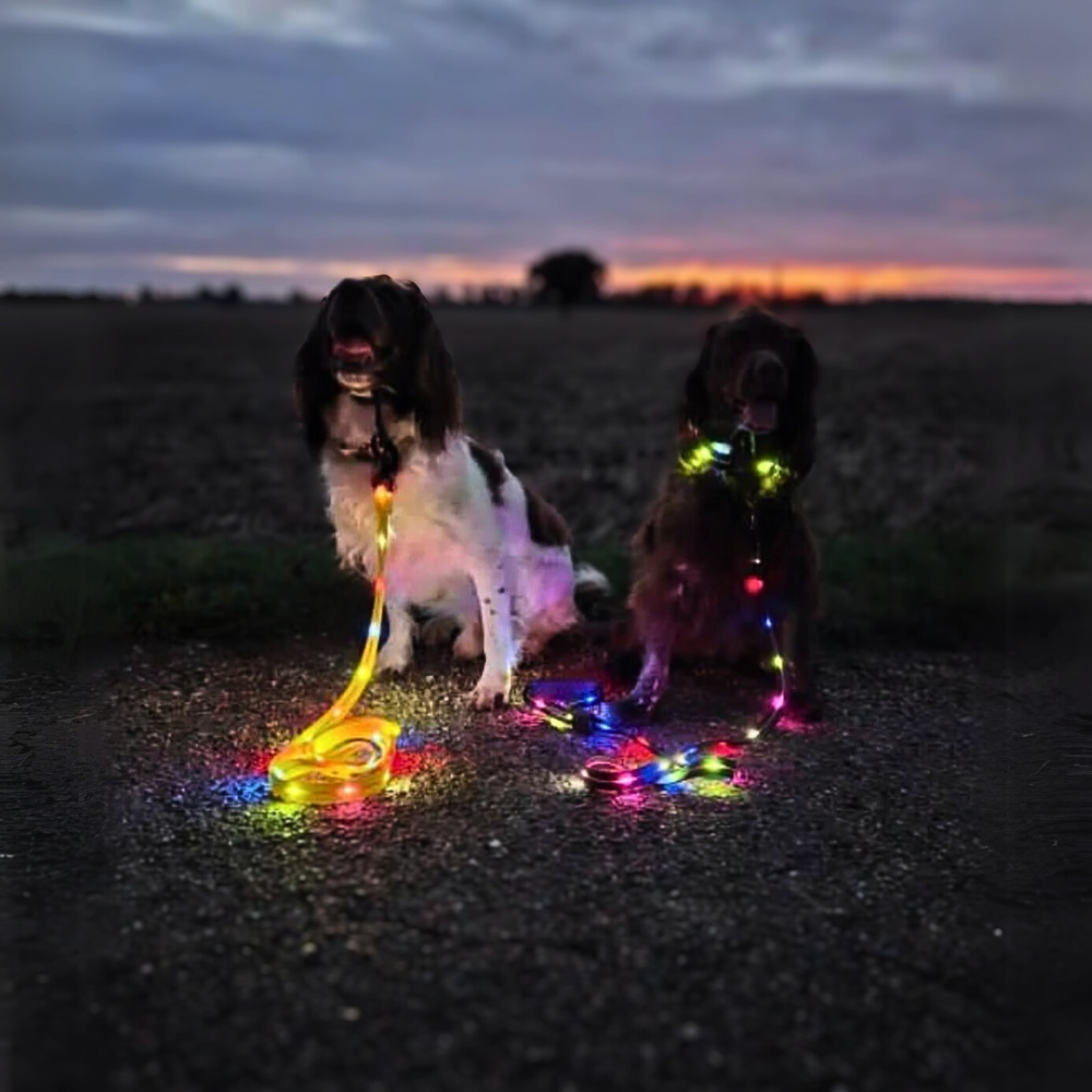 Equi-Light LED Dog Lead | Country & Stable