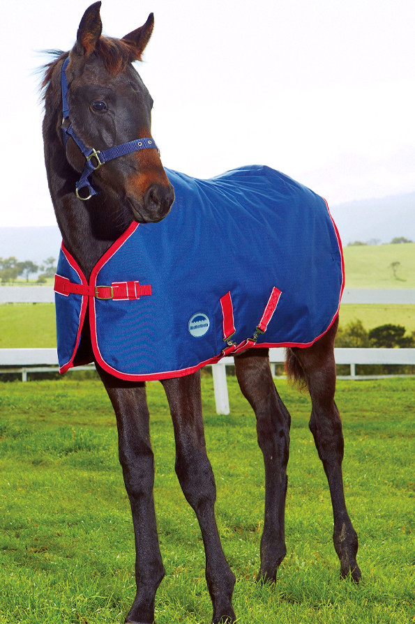 WeatherBeeta 1200D Standard Neck Foal Rug II 220g | Country & Stable