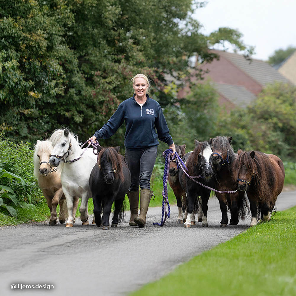 Dinky Ponies: Bringing Joy and Healing Through the Magic of Miniature ...