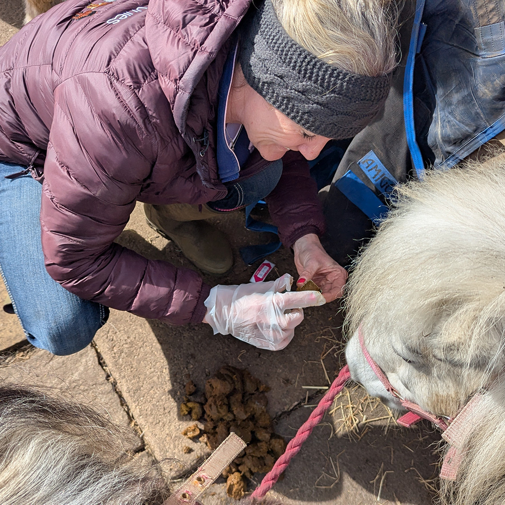How to Do a Worm Egg Count at Home for Horses: Step-by-Step Guide ...