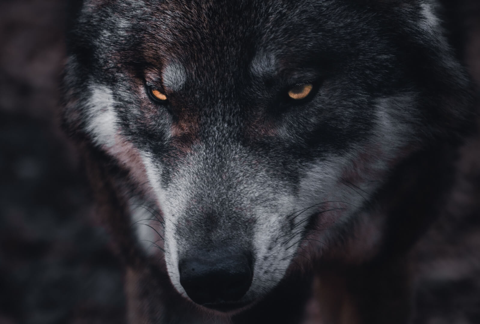 The Violence Gap: How to Handle a Wolf on a Sidewalk - Warrior Poet ...