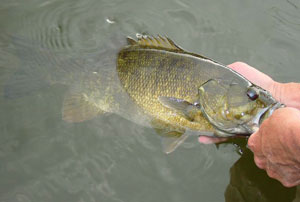 New Water - FlyBass.com | Bronzeback Enterprises, L.L.C.