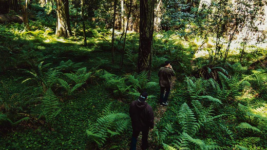 The Emerald Triangle: Cannabis History of Humboldt - Cannadips®