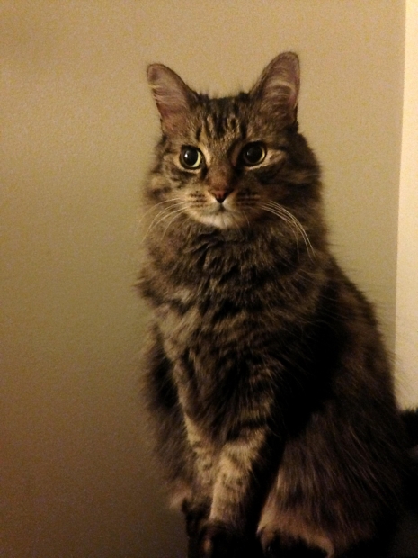 When an Evil Cat is Actually Helpful - Armory Replicas