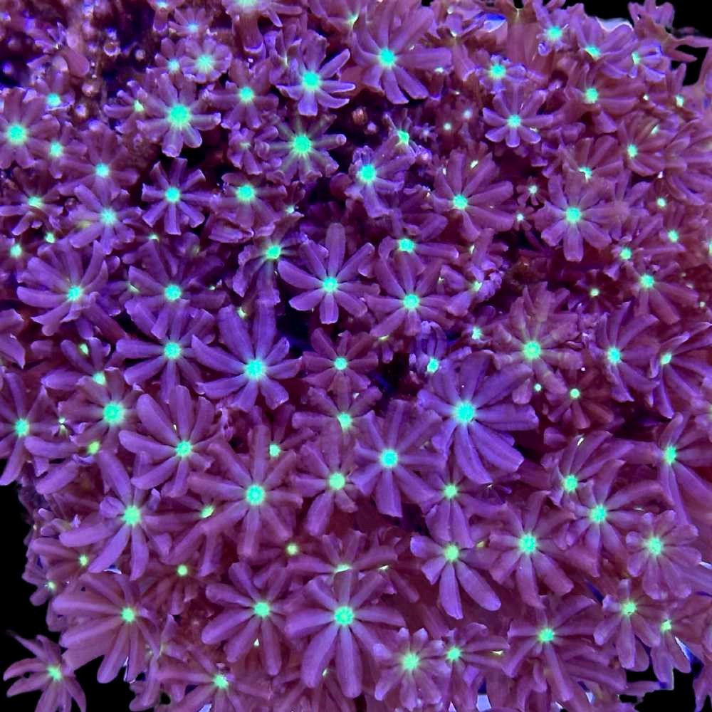 Live Corals from ORA - Saltwater & Marine Reef Aquariums