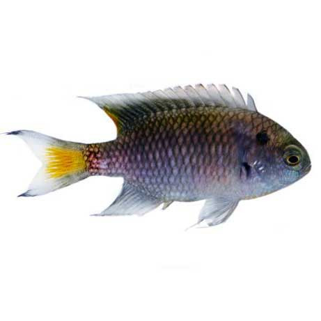 Live - ORA Saltwater Fish - Other ORA Fish - SaltwaterAquarium.com