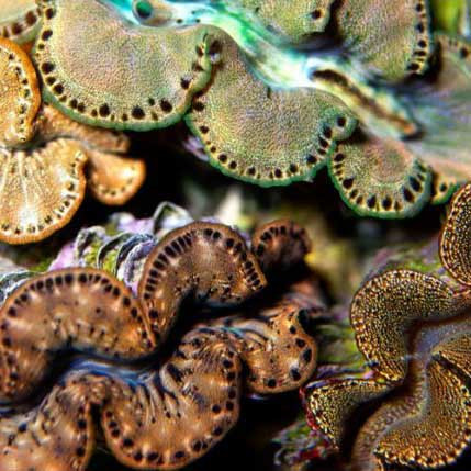 Live - Inverts - Clams - SaltwaterAquarium.com