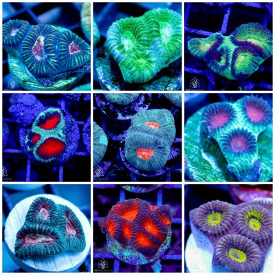 Saltwater Coral Farm Products - SaltwaterAquarium.com