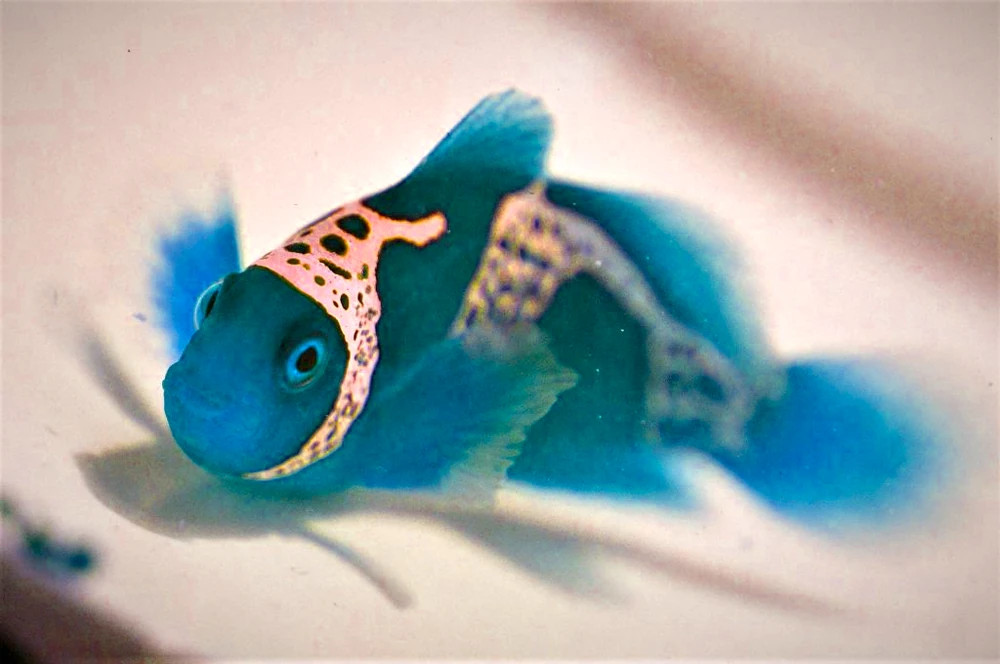 Electric Blue Phantom Designer Clownfish (A.photoshopellaris ...