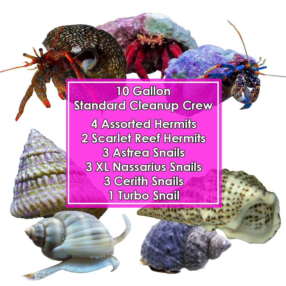 10 Gallon Standard NANO Reef Cleanup Crew - SaltwaterAquarium.com