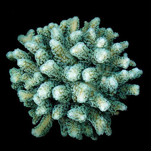 Live Fish, Corals, Inverts, Algae - Saltwater & Marine Reef Aquariums ...