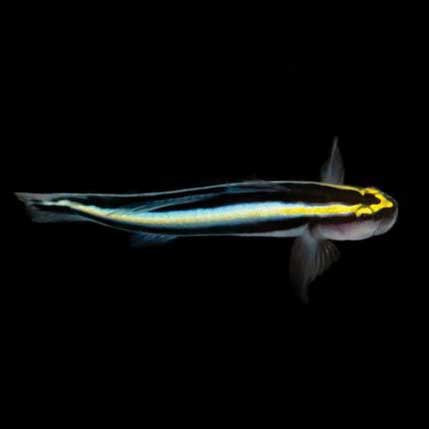 Live Fish from ORA - Saltwater & Marine Reef Aquariums