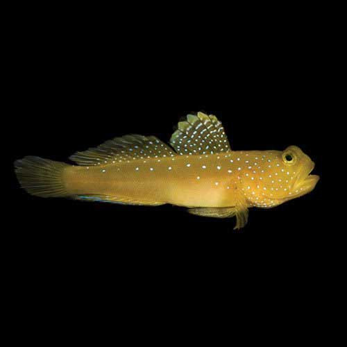 Live Fish from ORA - Saltwater & Marine Reef Aquariums