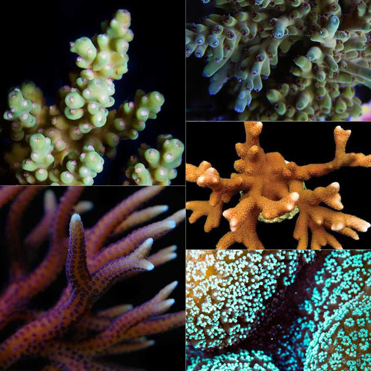 ORA Products - SaltwaterAquarium.com