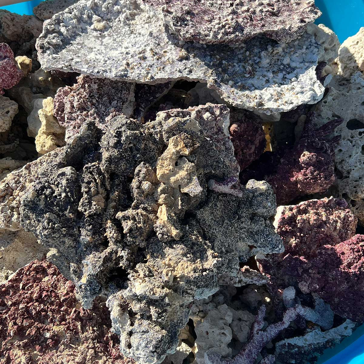 Live Rock - Wet & Dry for Saltwater & Freshwater Aquariums