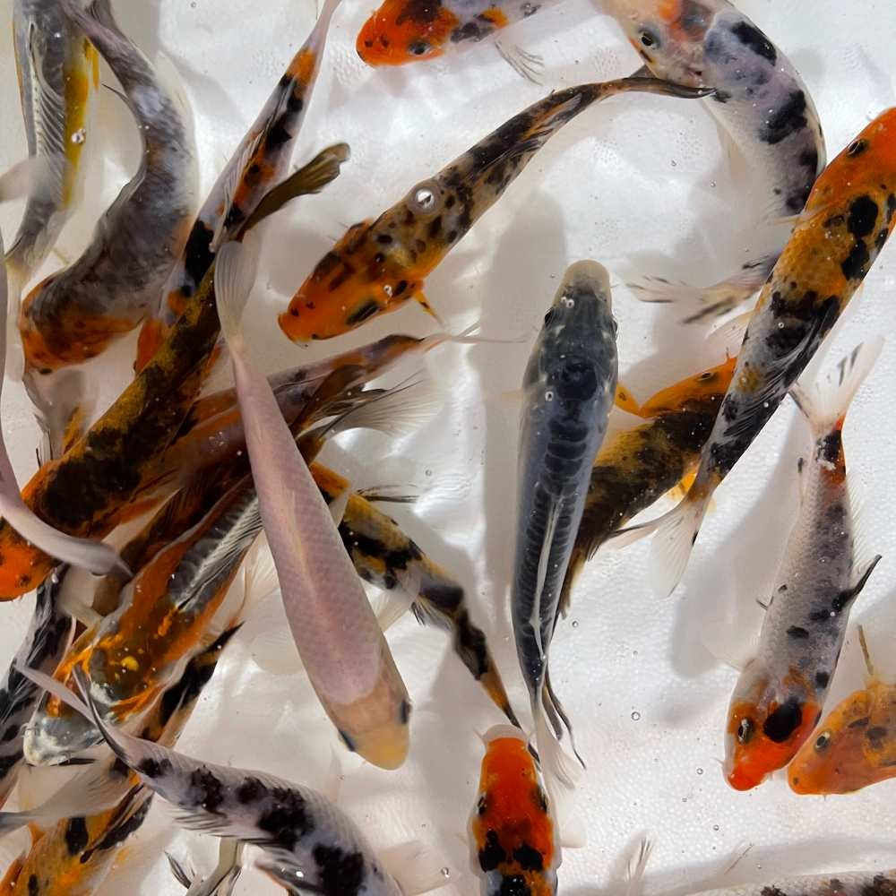 Koi 7-8" (Freshwater) Fish - Chicago - SaltwaterAquarium.com