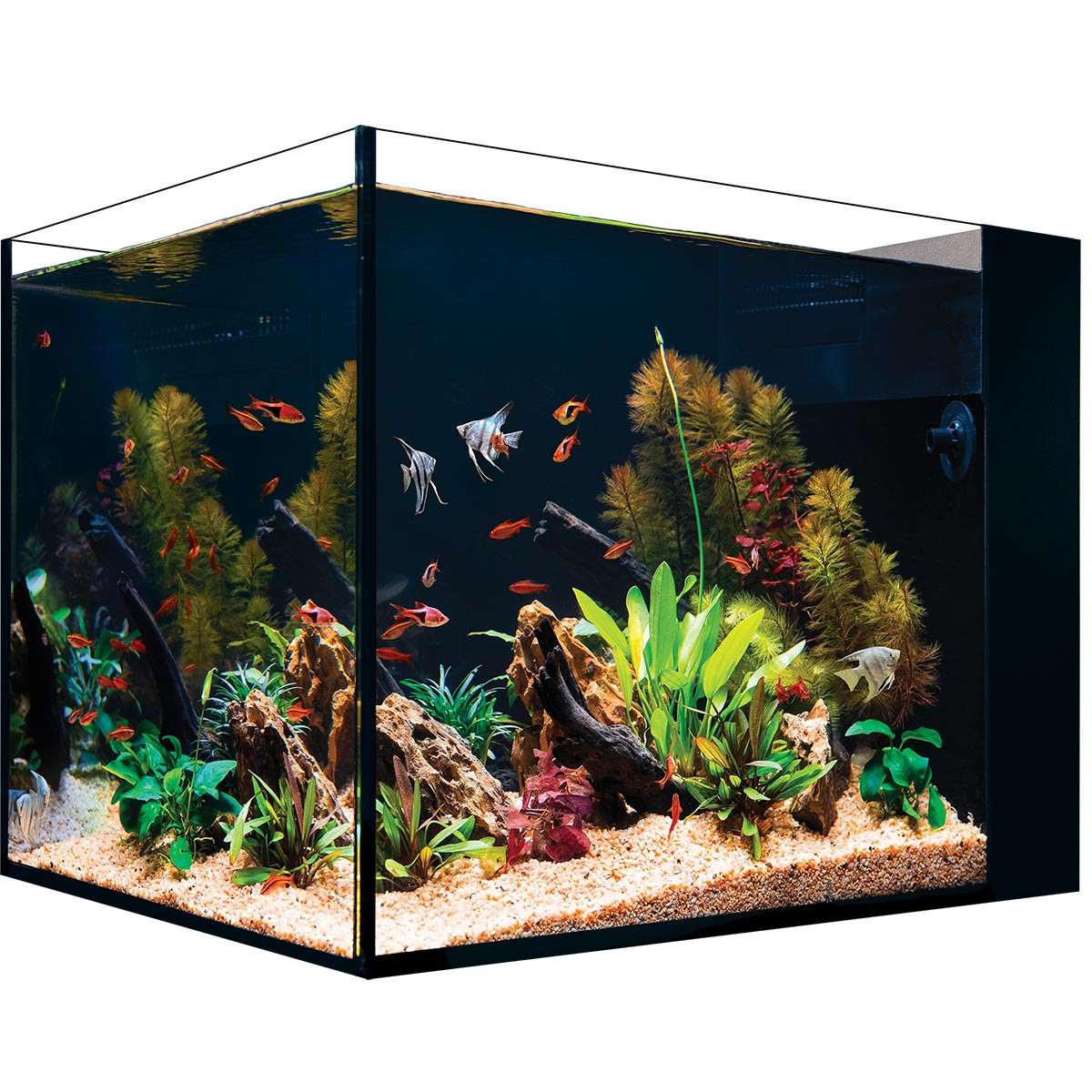 23.8 Gallon Desktop Peninsula Aquarium - Tank Only (17.7 x 23 x 16.5 ...