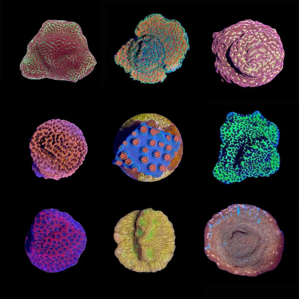 Mystery Encrusting Frag (3/4" - 1") - SAQ Coral Farm ...