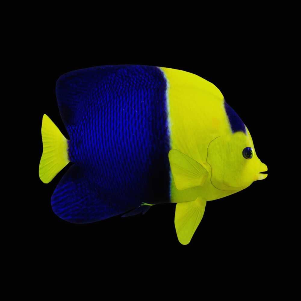 Bicolor Angelfish (Centropyge Bicolor) - SAQ Chicago Fish ...