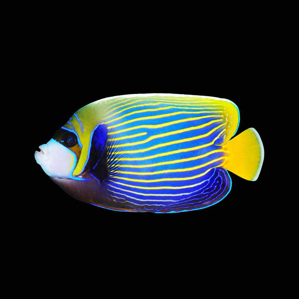 Imperator Angelfish Adult (Pomacanthus Imperator) - SAQ Chicago Fish ...