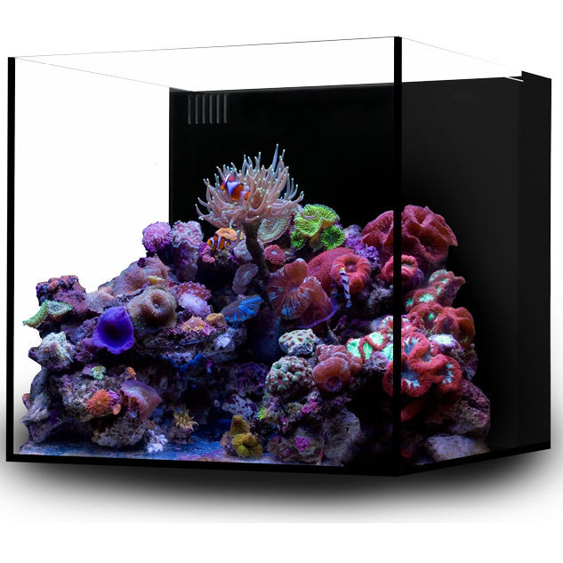AIO 20 Gallon Cube Starphire Glass Aquarium - Waterbox ...