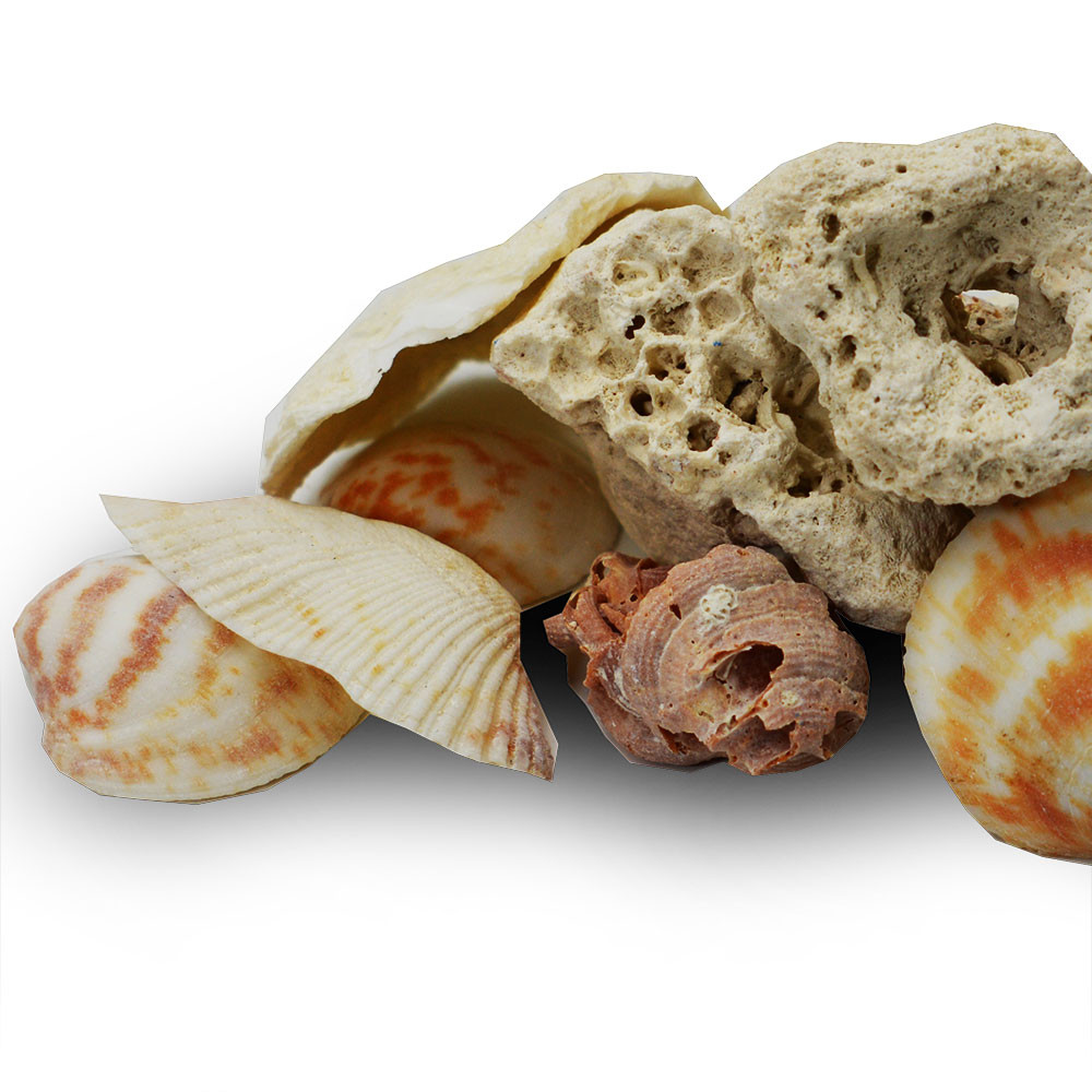 Natural Marine Accents Fossilized Aragonite - Ocean (800 mL) - Pisces ...