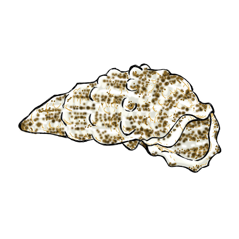 Cerith Snails