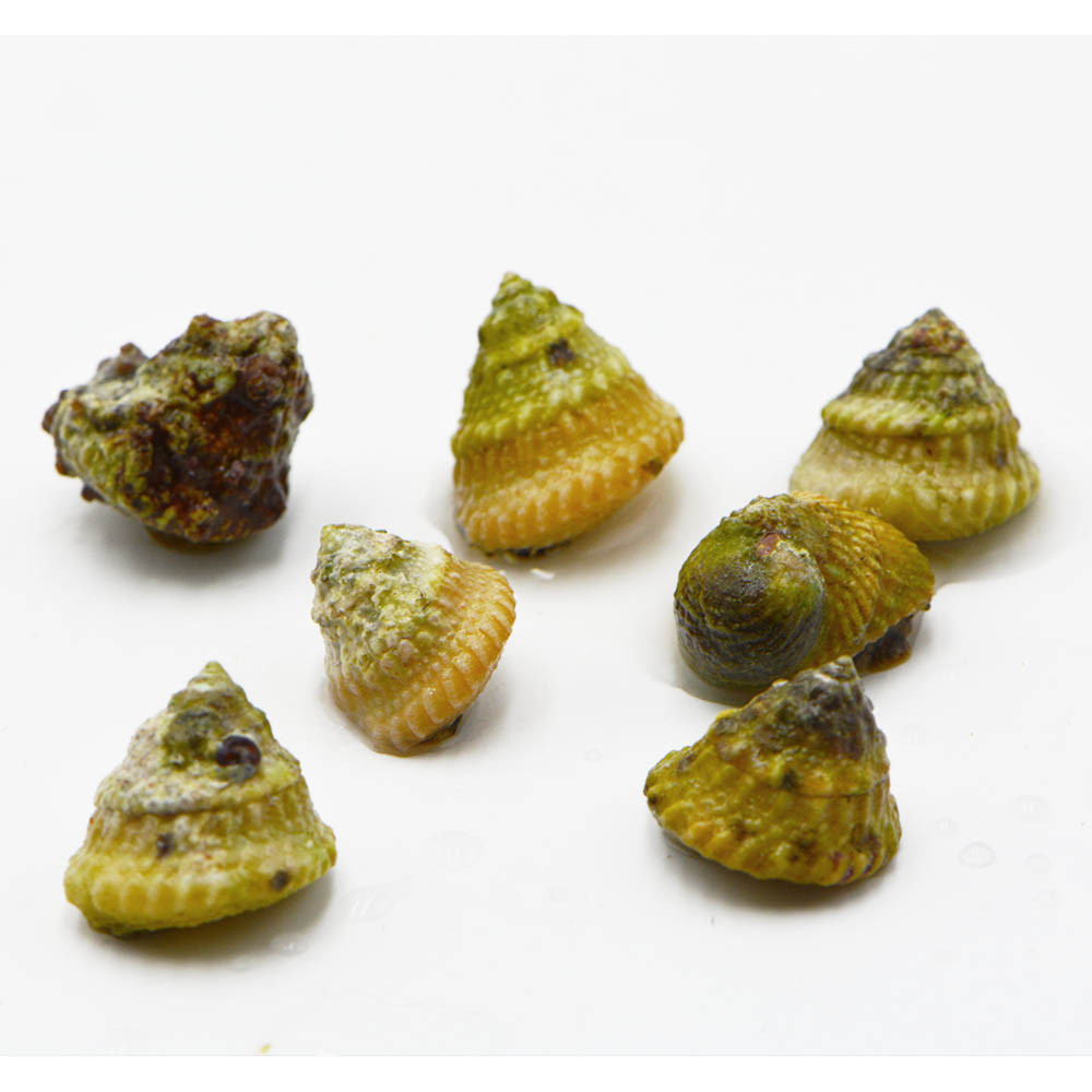 300 Gallon Standard Reef Cleanup Crew - SaltwaterAquarium.com