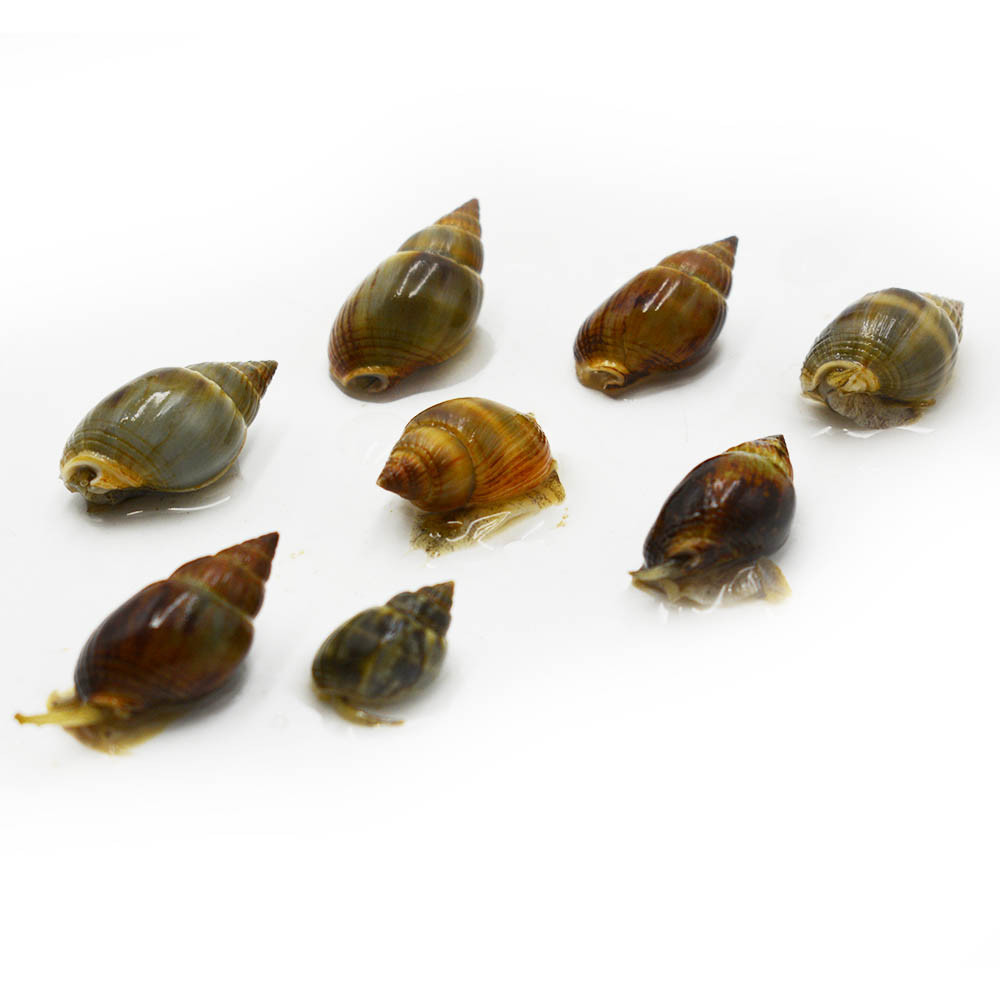 300 Gallon Standard Reef Cleanup Crew - SaltwaterAquarium.com