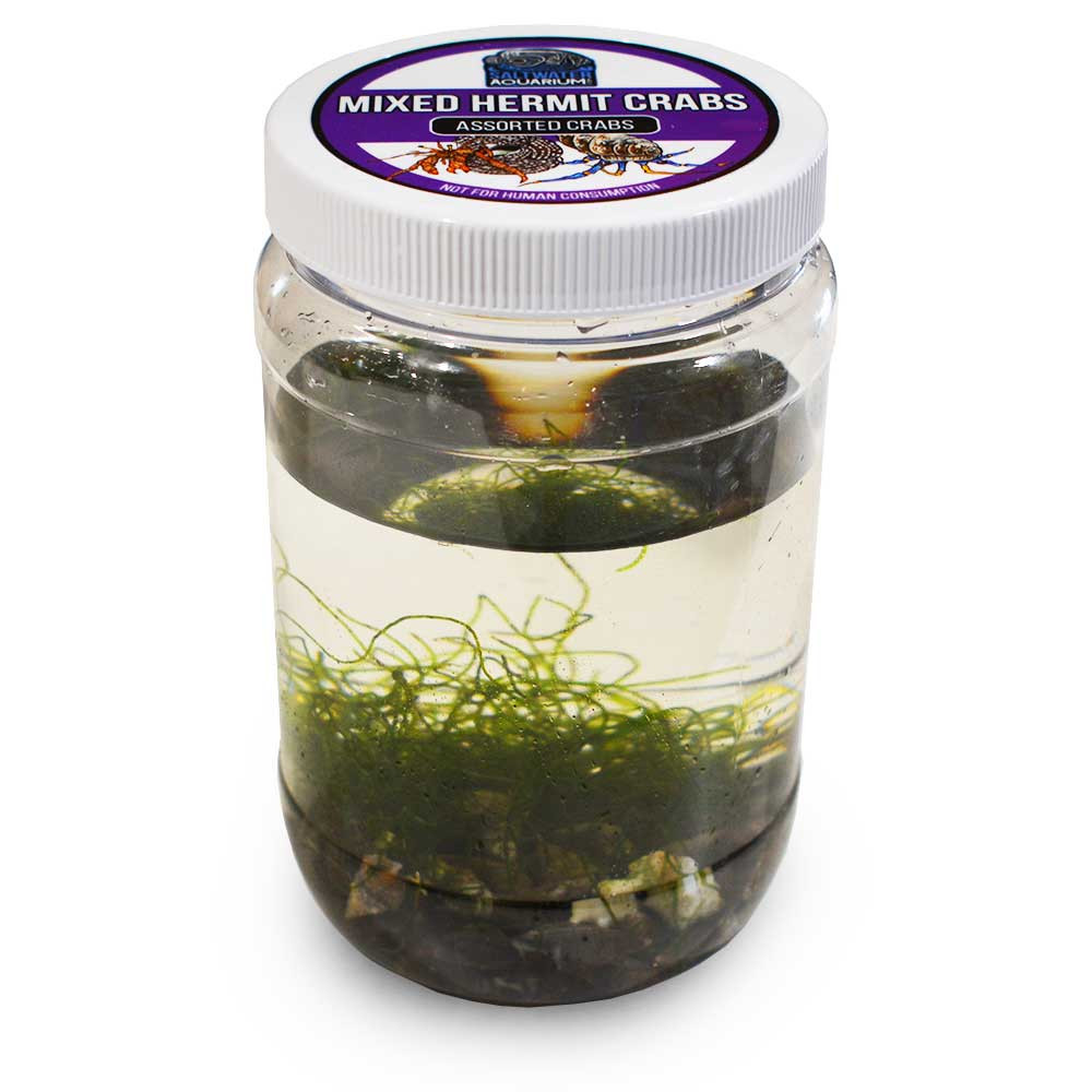 50 Gallon Standard Reef Cleanup Crew - SaltwaterAquarium.com