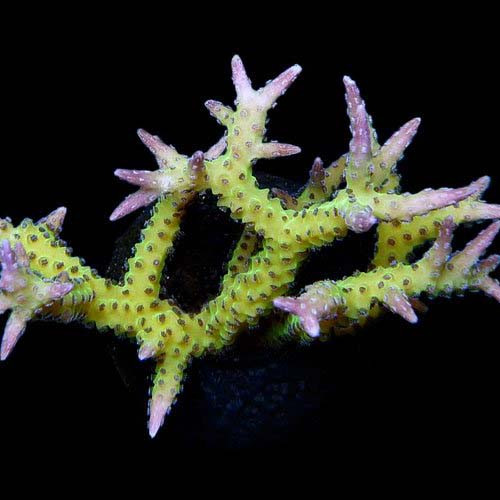 Aquacultured Ponape Birdsnest Coral (Seriatopora sp.) - ORA ...