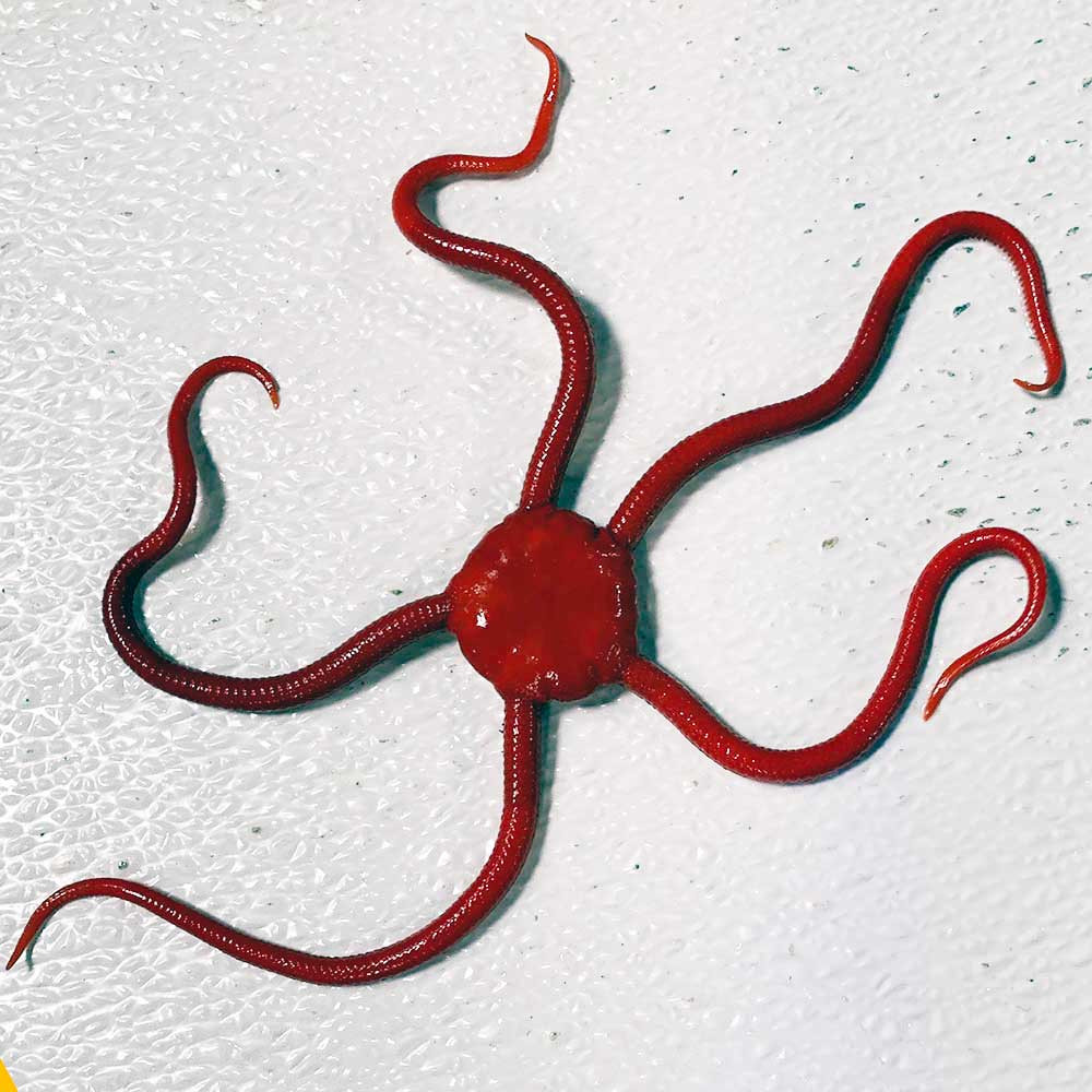 Bright Red Serpent Starfish - Cleanup Crew - SaltwaterAquarium.com