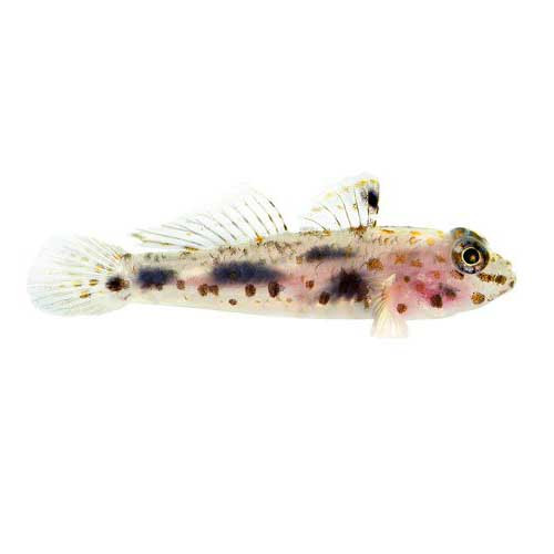 Captive-Bred Transparent Cave Goby (Fusigobius pallidus) - ORA ...