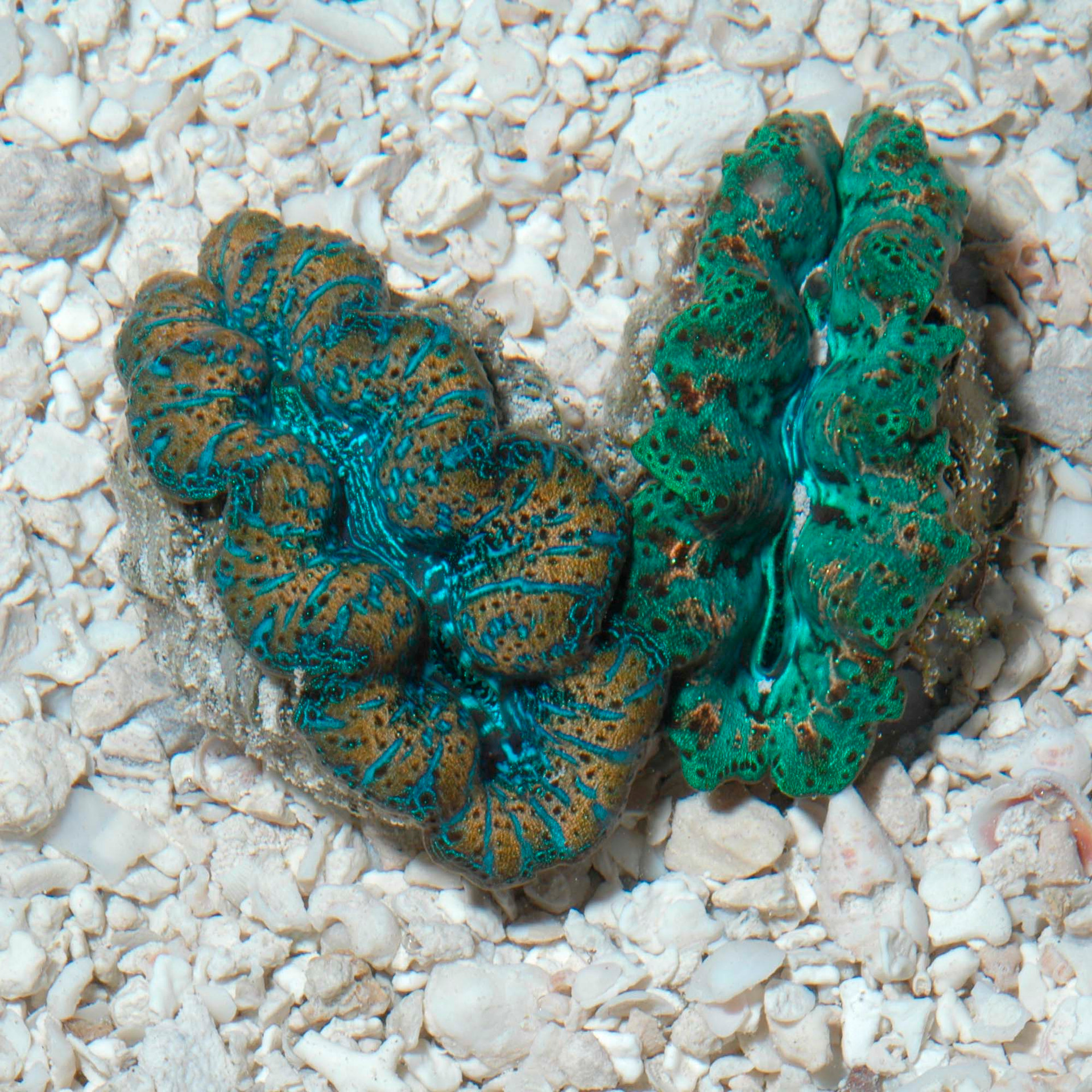 ORA® Aquacultured Ultra Grade Crocea Clam 1.25 - 1.5" (Tridacna crocea ...