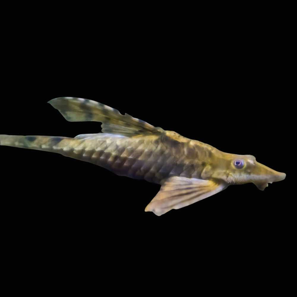 Freshwater - Live Fish - SaltwaterAquarium.com