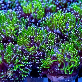 ACI Cultured Gunnar The Galaxea Coral - SAQ Coral Farm ...