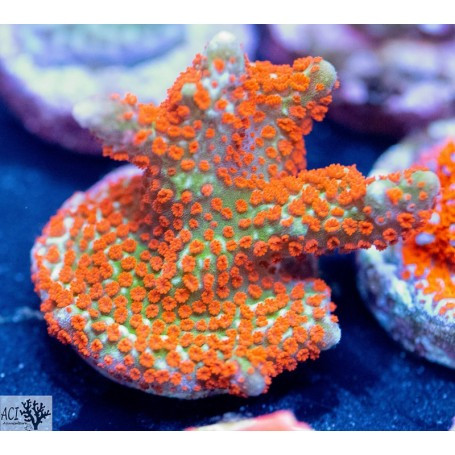 ACI Aquacultured & Wild Corals - Saltwater & Marine Reef Aquariums