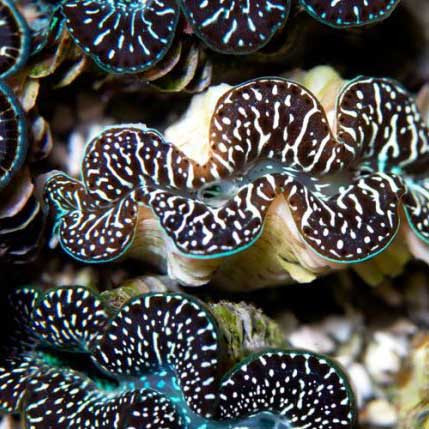 Live - Inverts - Clams - SaltwaterAquarium.com