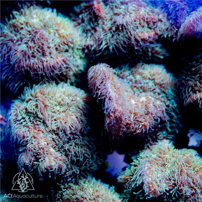 ACI Aquacultured & Wild Corals - Saltwater & Marine Reef Aquariums