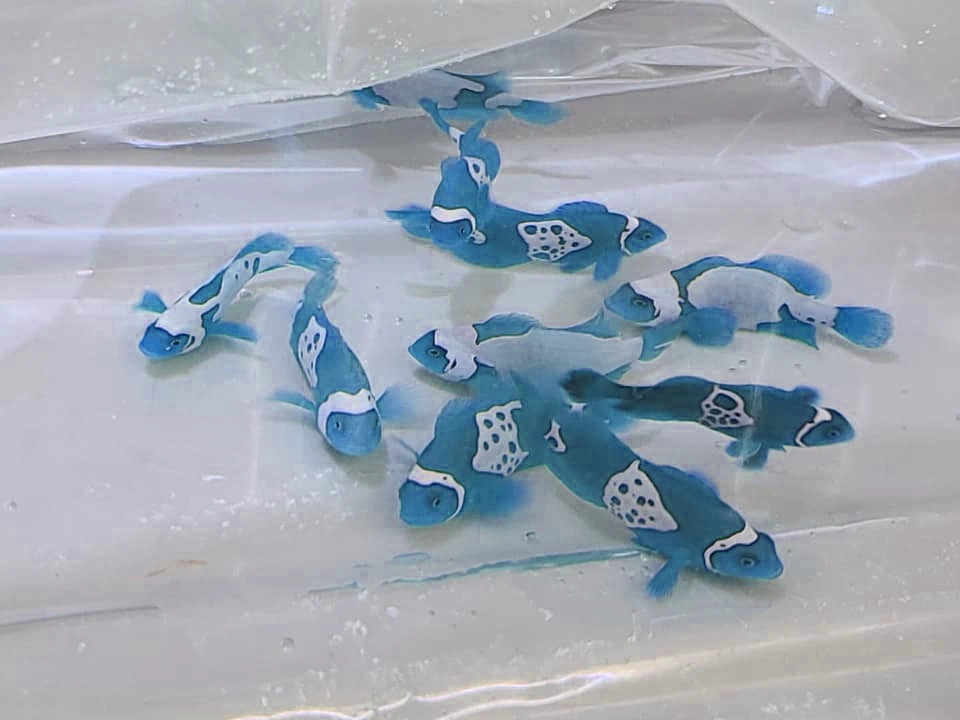 Electric Blue Phantom Designer Clownfish (A.photoshopellaris ...