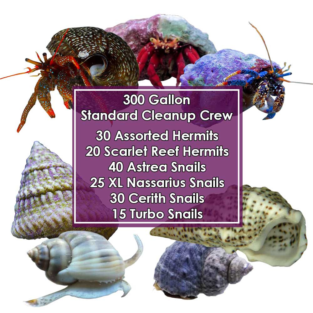 300 Gallon Standard Reef Cleanup Crew - SaltwaterAquarium.com